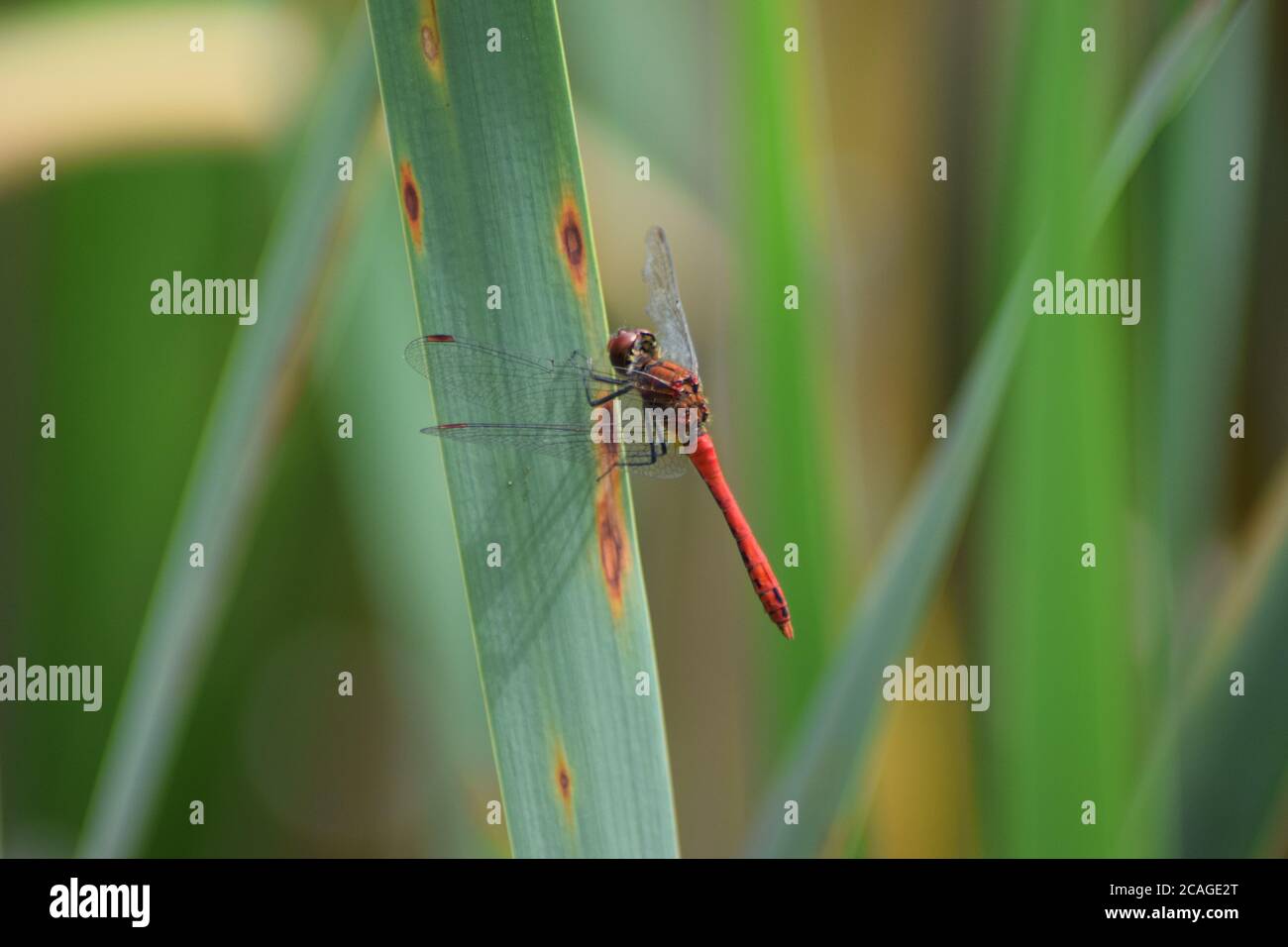 Redveined darter hi-res stock photography and images - Alamy