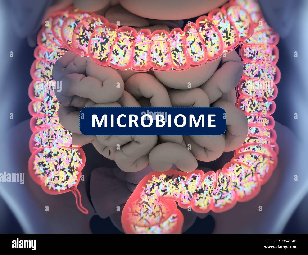 Gut bacteria, microbiome. Bacteria inside the large intestine, concept ...