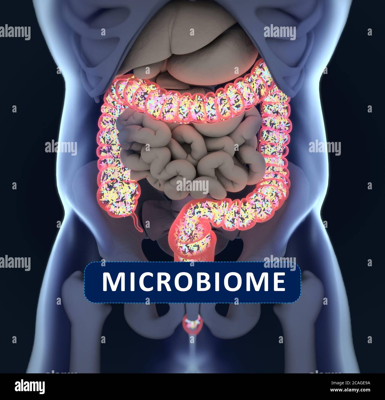 Gut bacteria, microbiome. Bacteria inside the large intestine, concept ...