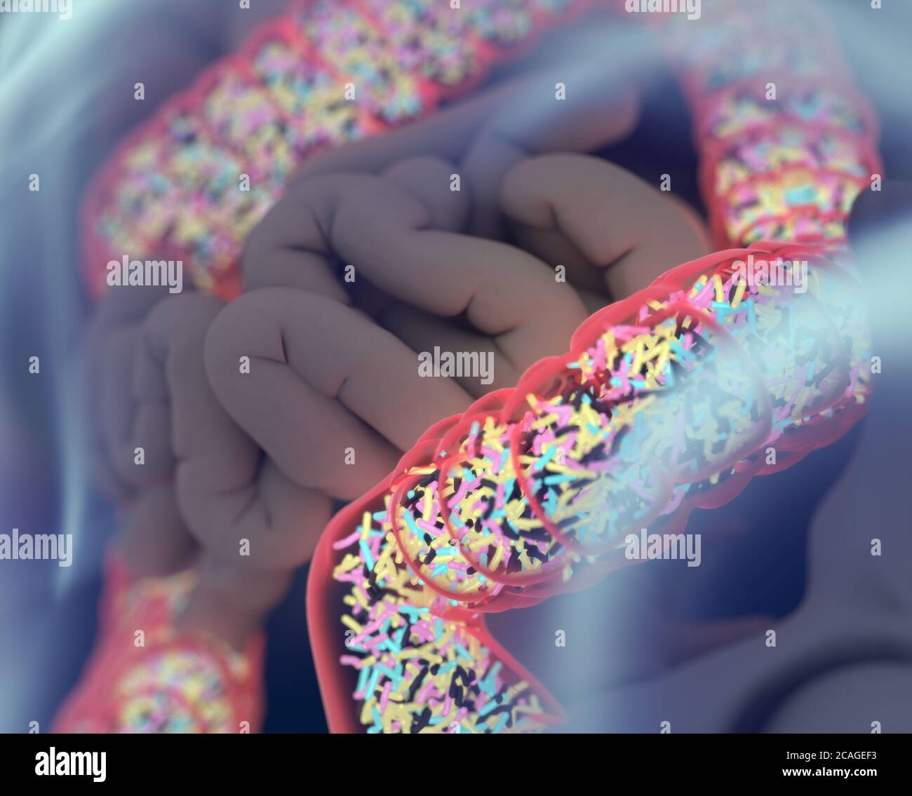 Gut bacteria, microbiome. Bacteria inside the large intestine, concept ...