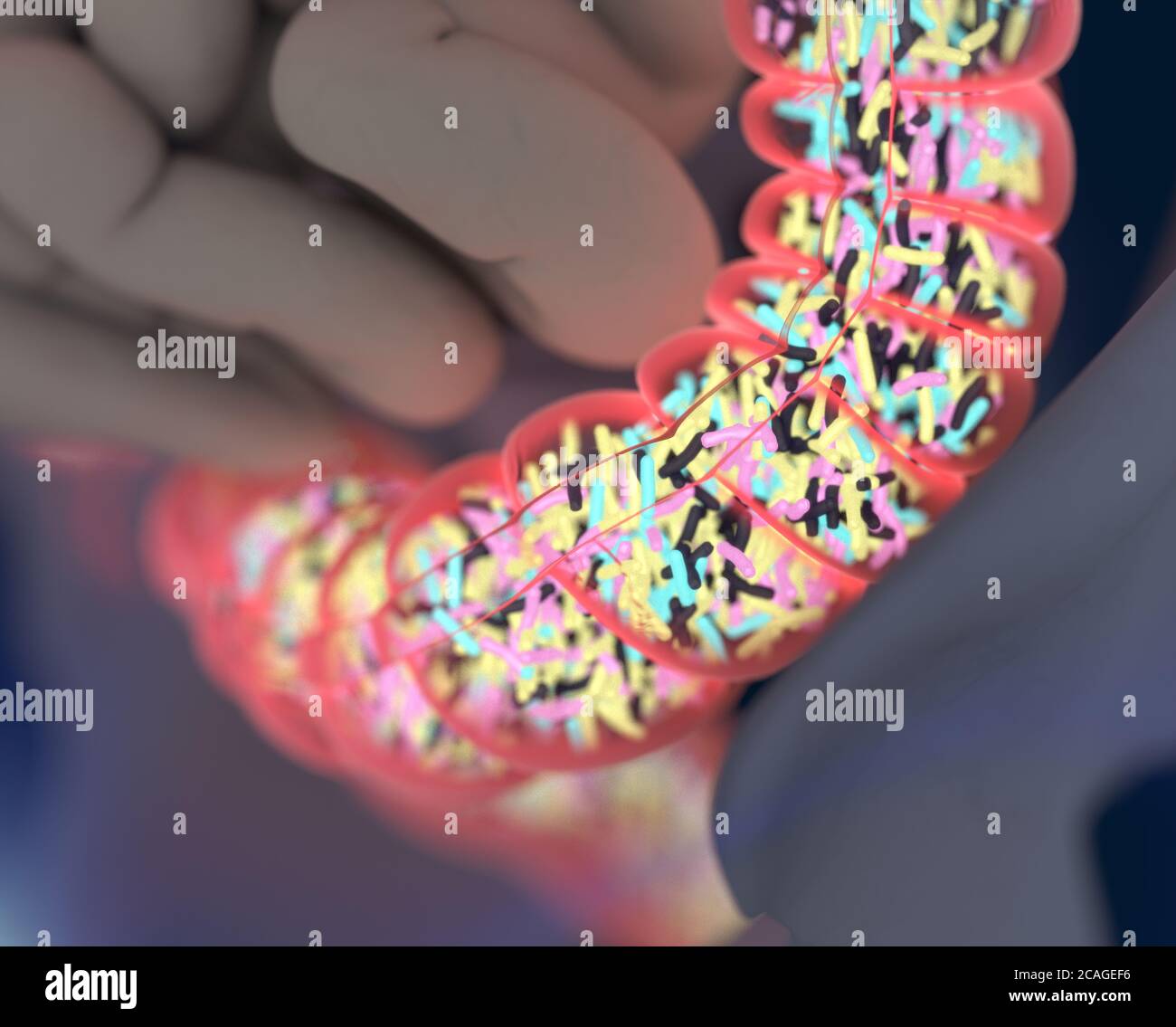 Gut bacteria, microbiome. Bacteria inside the large intestine, concept ...
