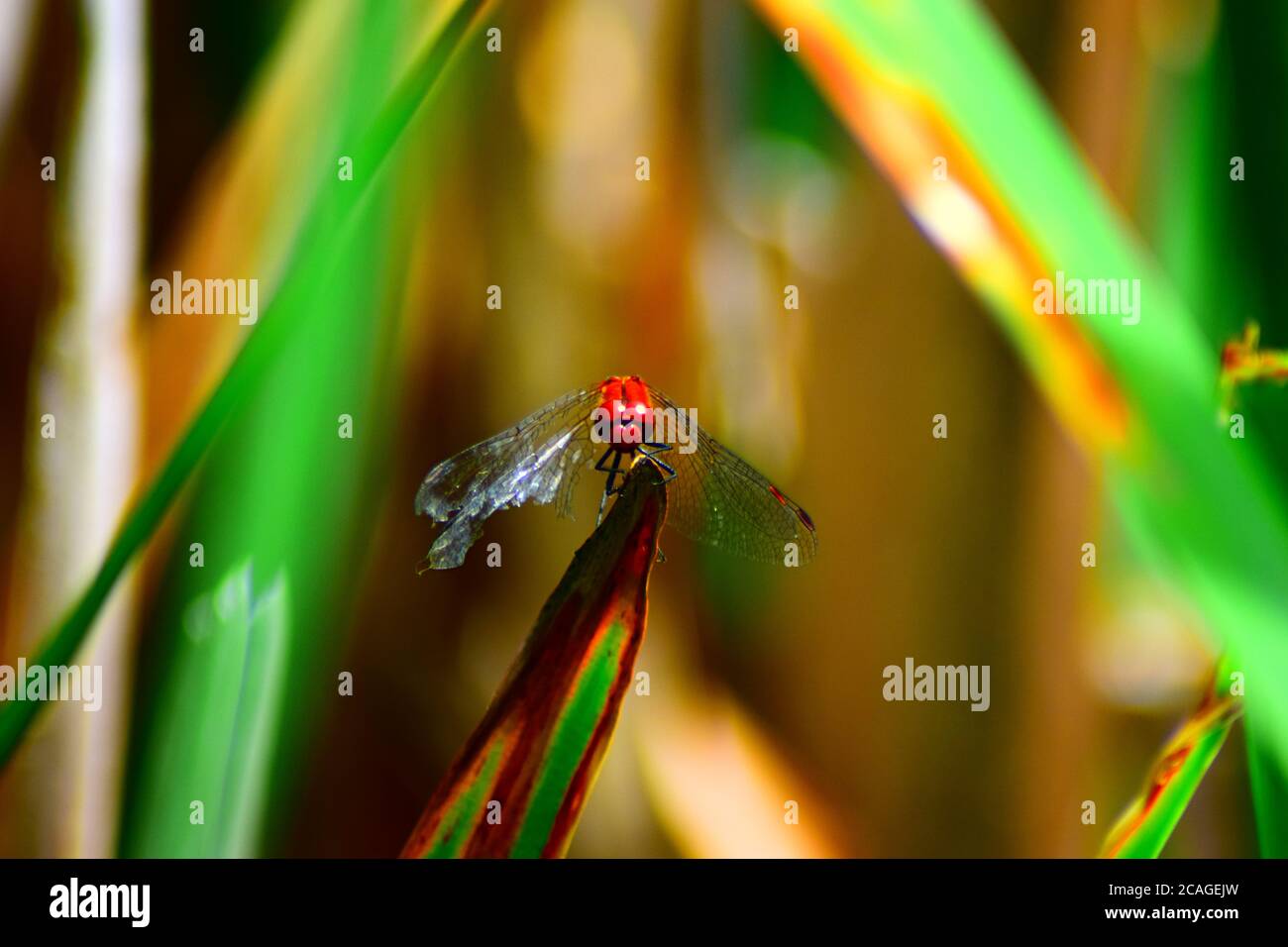 Redveined darter hi-res stock photography and images - Alamy