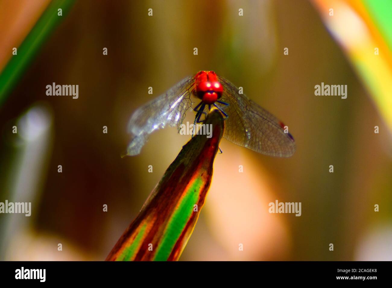 Redveined darter hi-res stock photography and images - Alamy