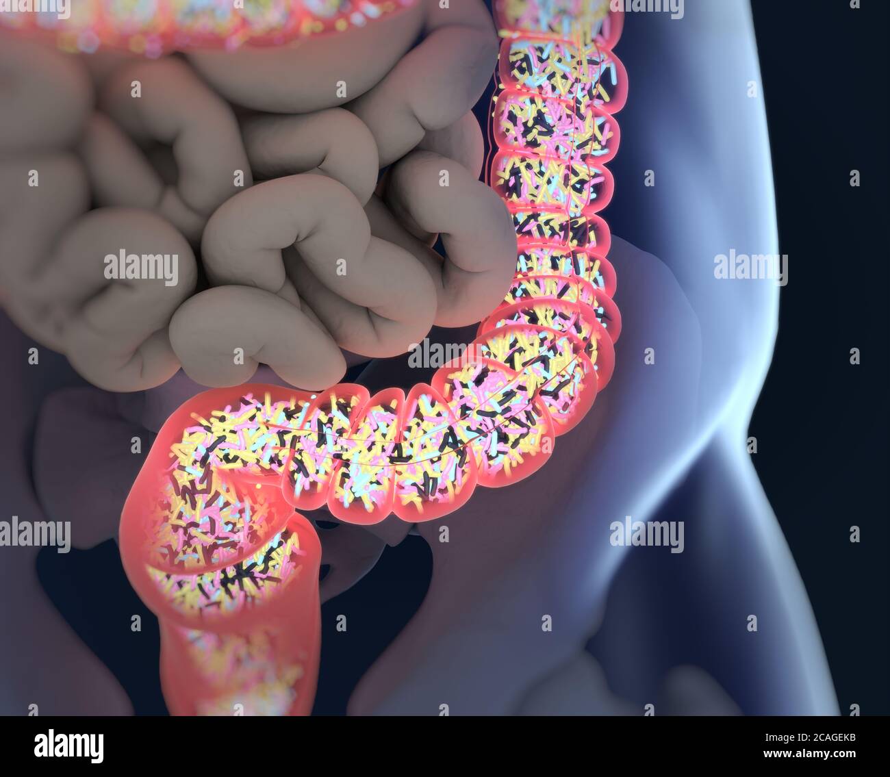 Gut bacteria, microbiome. Bacteria inside the large intestine, concept ...