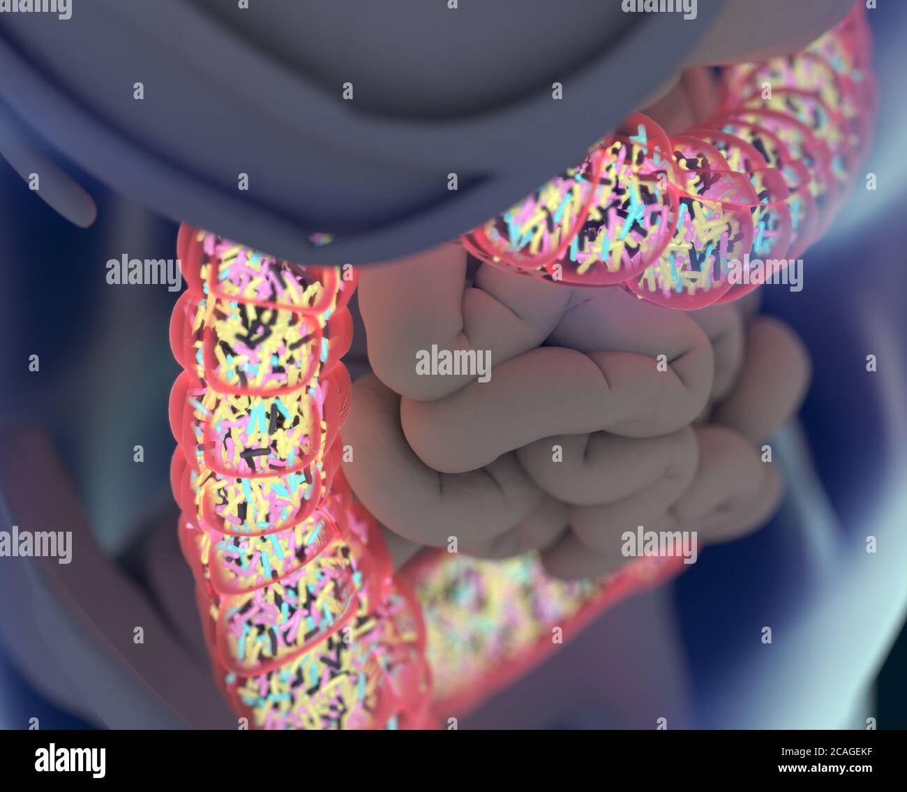Gut bacteria, microbiome. Bacteria inside the large intestine, concept ...