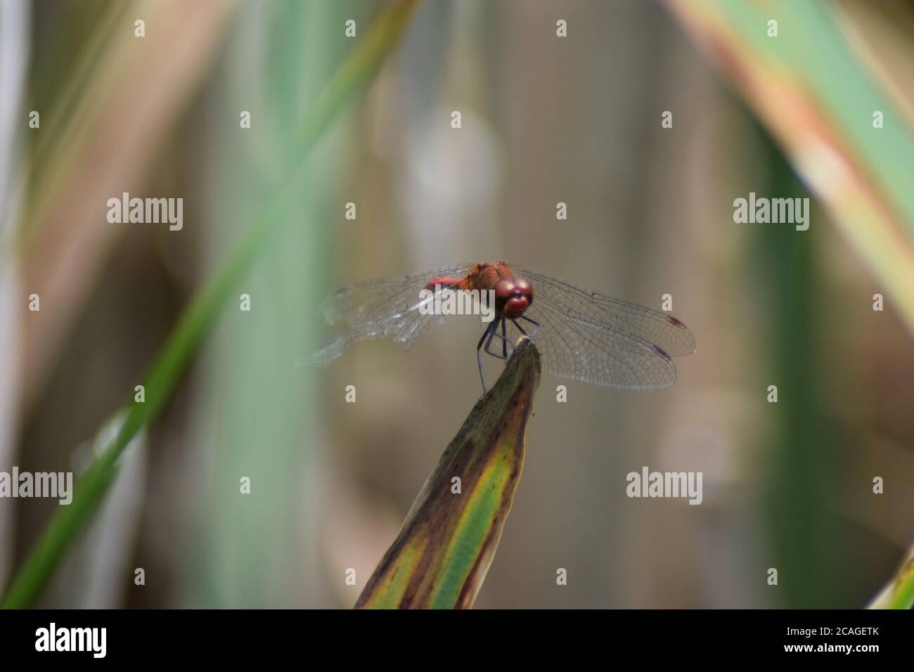 Redveined darter hi-res stock photography and images - Alamy