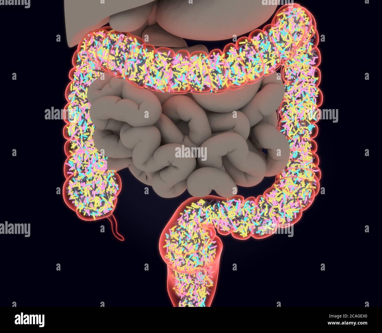 Gut bacteria, microbiome. Bacteria inside the large intestine, concept ...
