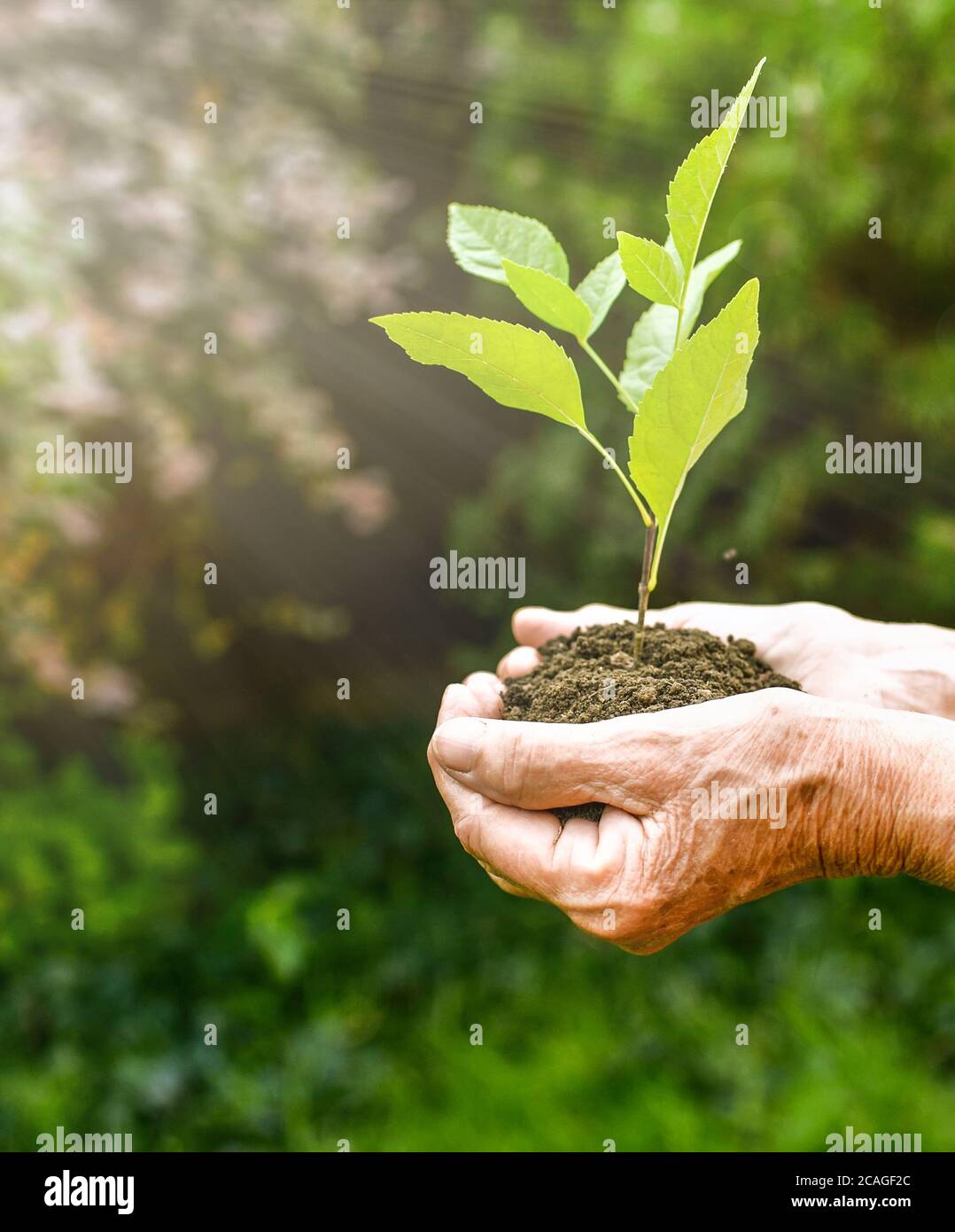 Old wrinkled hands holding a green young plant and earthy handful in ...