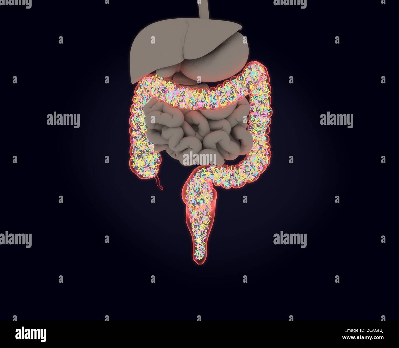 Gut bacteria, microbiome. Bacteria inside the large intestine, concept ...