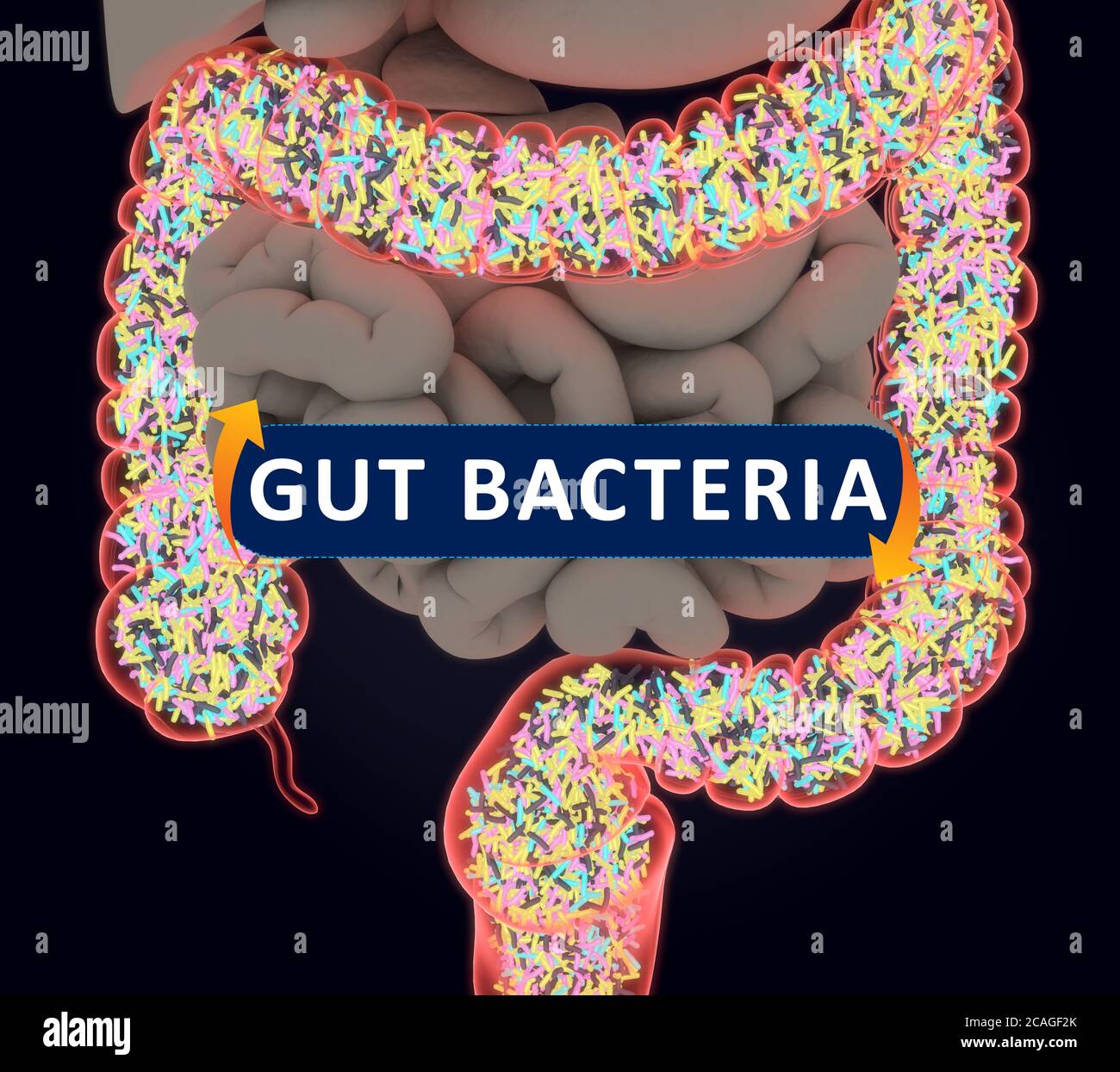 Gut bacteria, microbiome. Bacteria inside the large intestine, concept ...