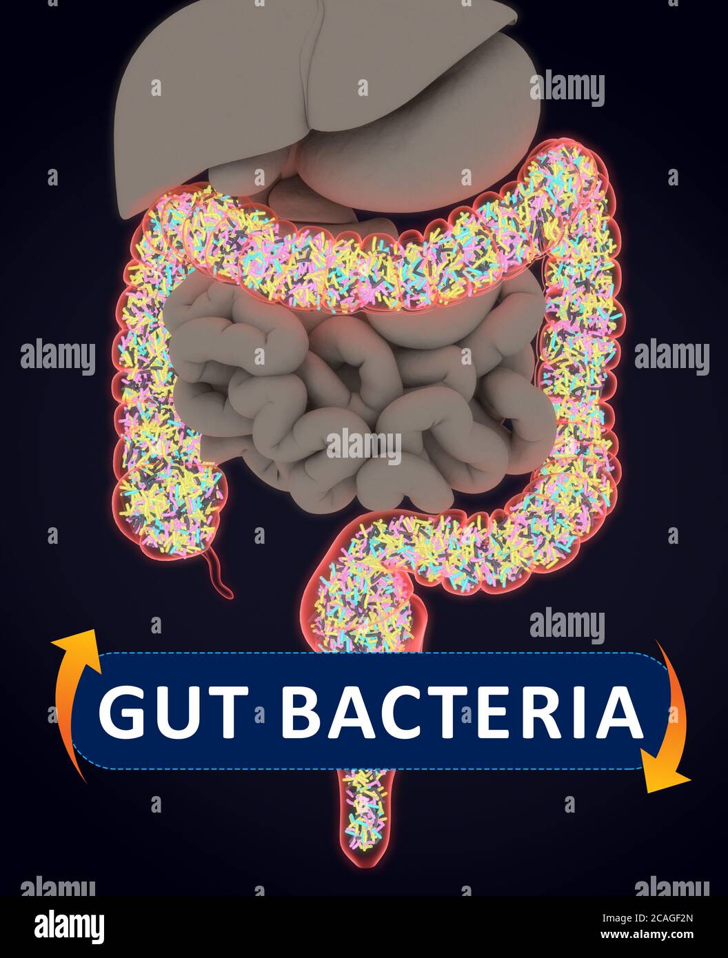 Gut bacteria, microbiome. Bacteria inside the large intestine, concept ...