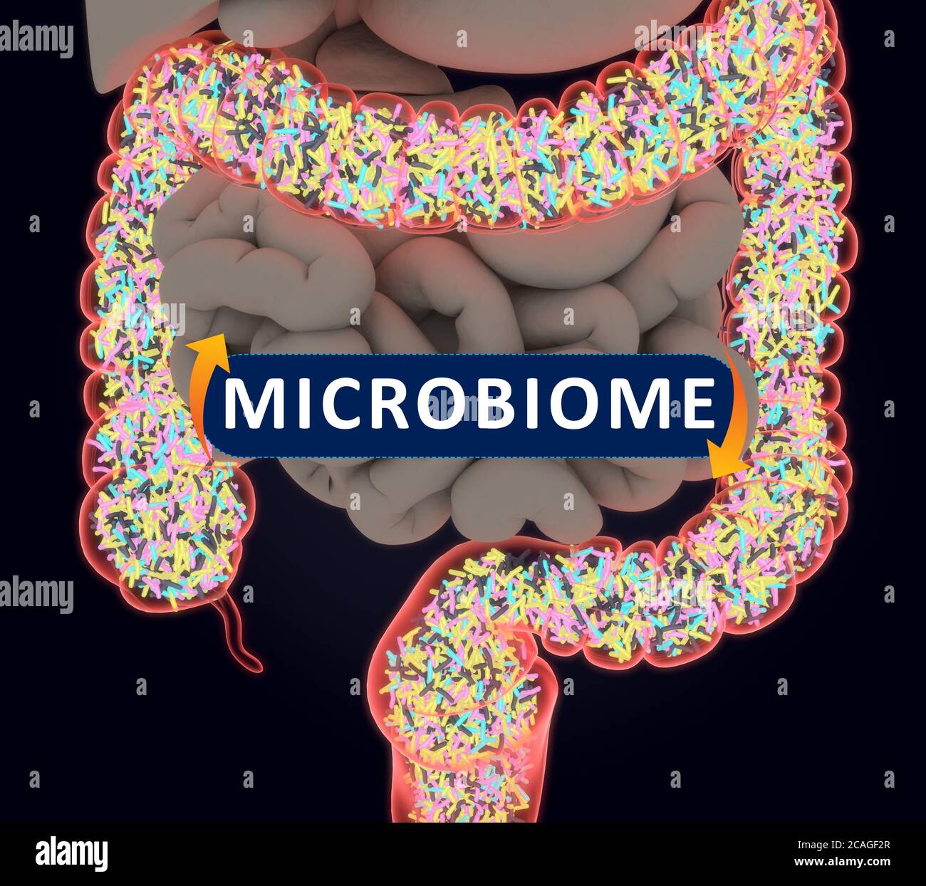 Gut bacteria, microbiome. Bacteria inside the large intestine, concept ...