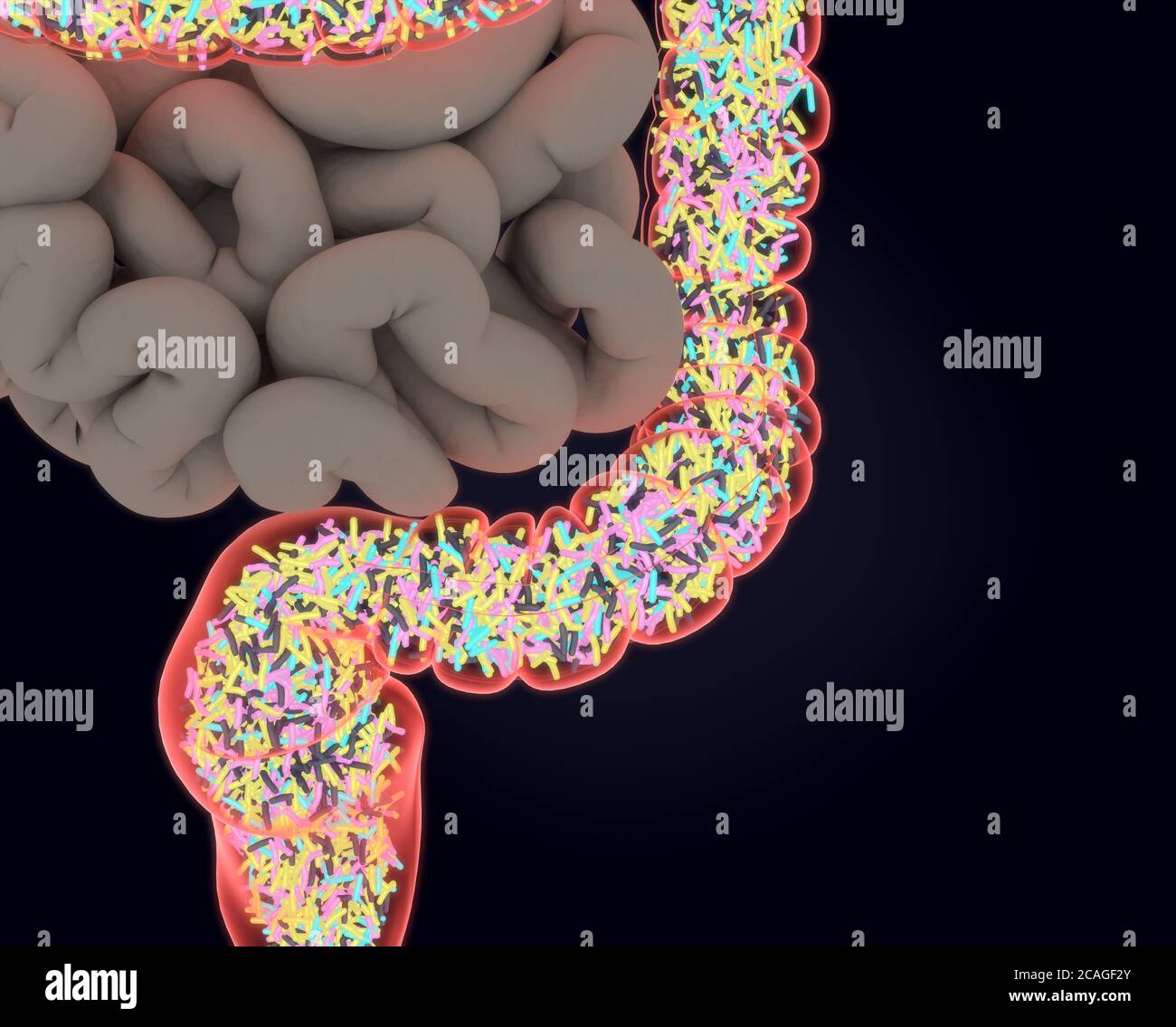 Gut bacteria, microbiome. Bacteria inside the large intestine, concept ...
