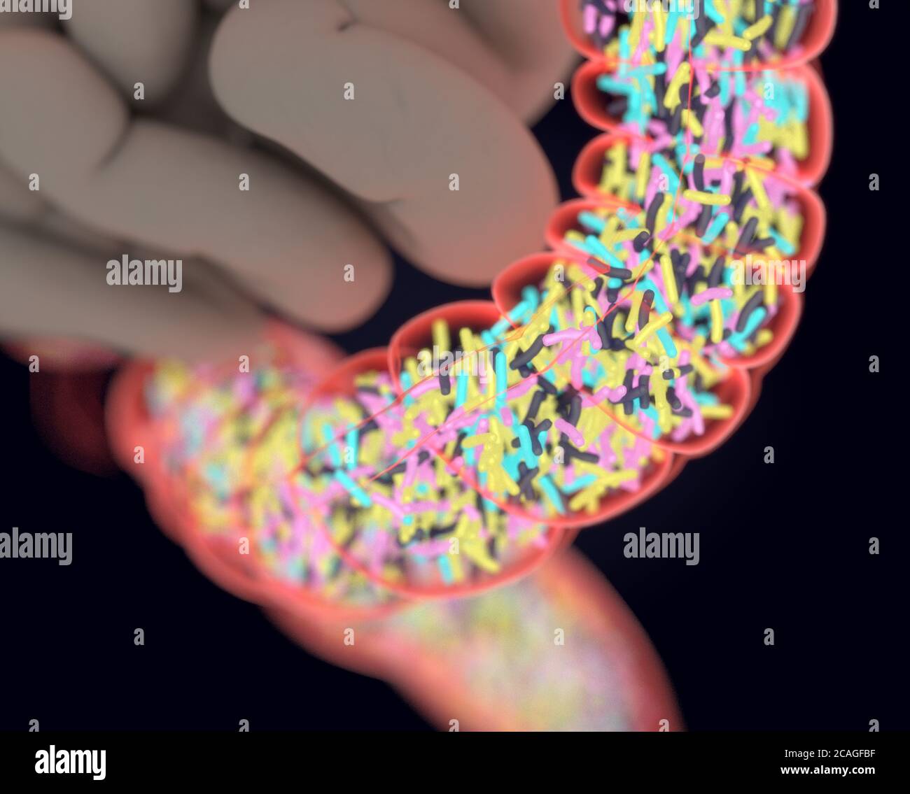 Gut bacteria, microbiome. Bacteria inside the large intestine, concept ...