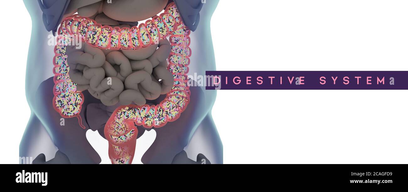 Gut bacteria , gut flora, microbiome. Bacteria inside the small ...