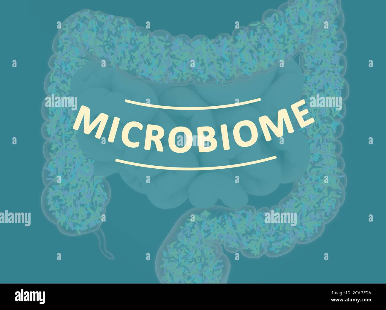 Gut bacteria, microbiome. Bacteria inside the large intestine, concept ...
