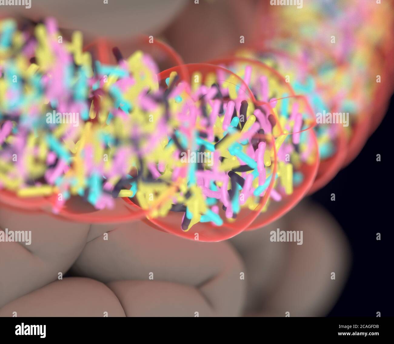 Gut bacteria, microbiome. Bacteria inside the large intestine, concept ...