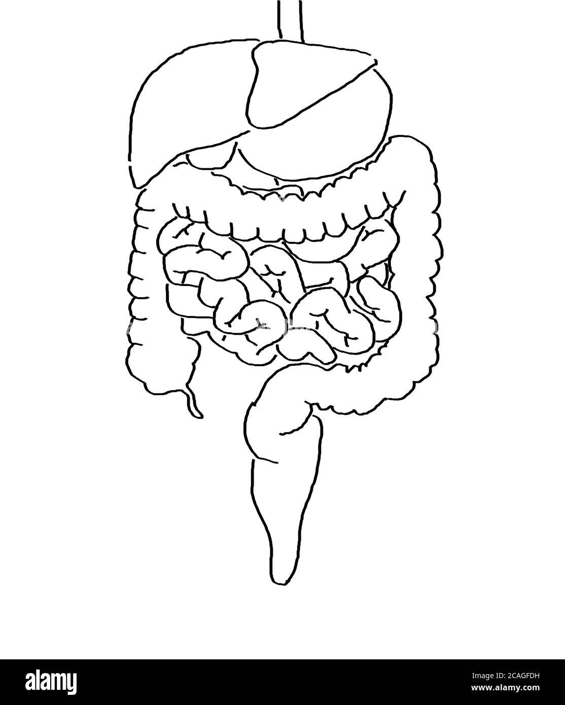 Microbiome intestines Cut Out Stock Images & Pictures - Alamy