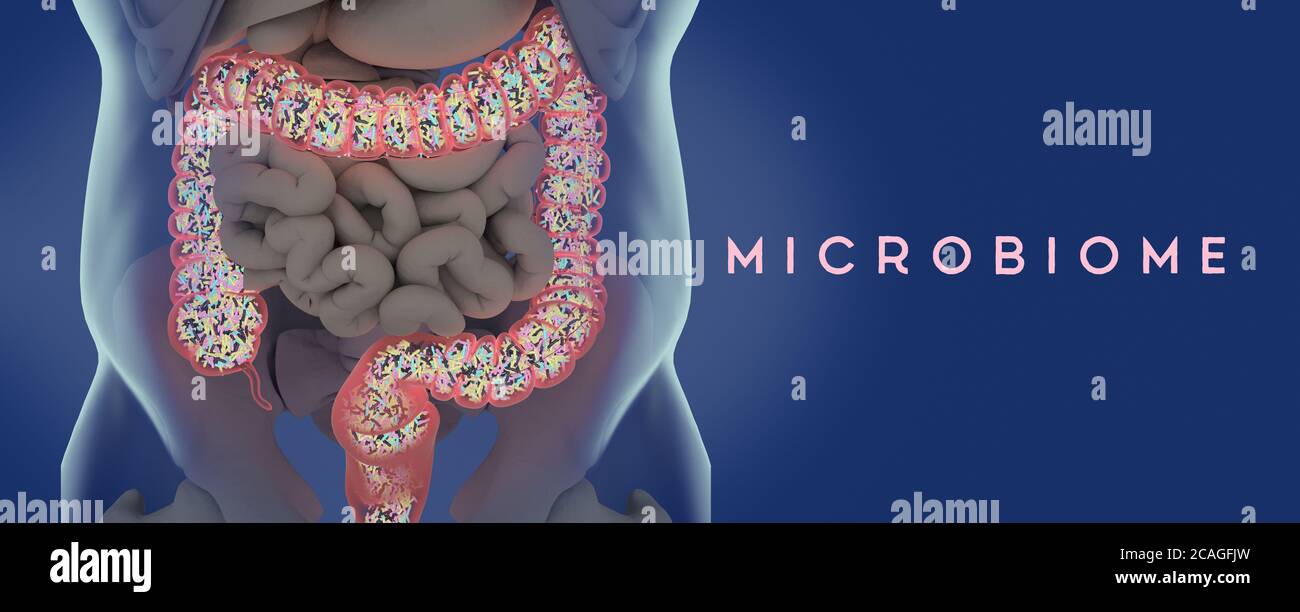 Gut bacteria , gut flora, microbiome. Bacteria inside the small ...