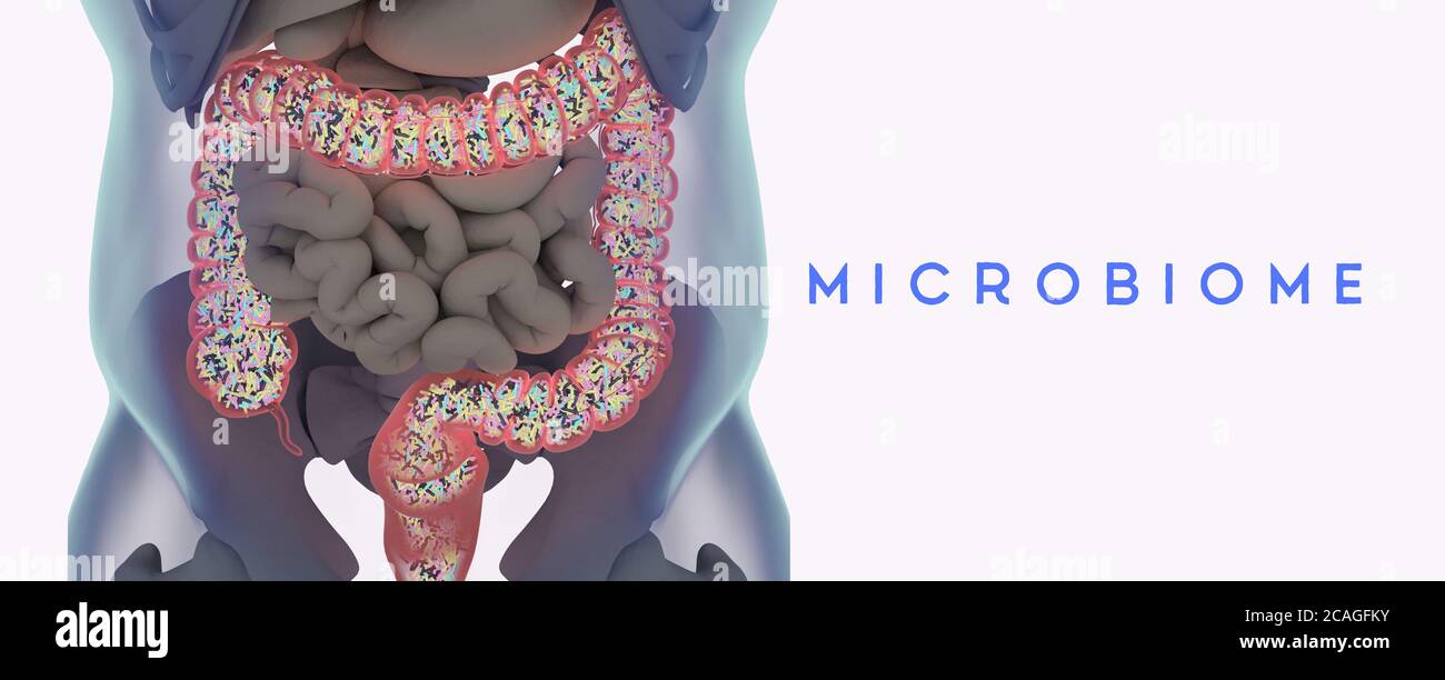Gut bacteria , gut flora, microbiome. Bacteria inside the small ...