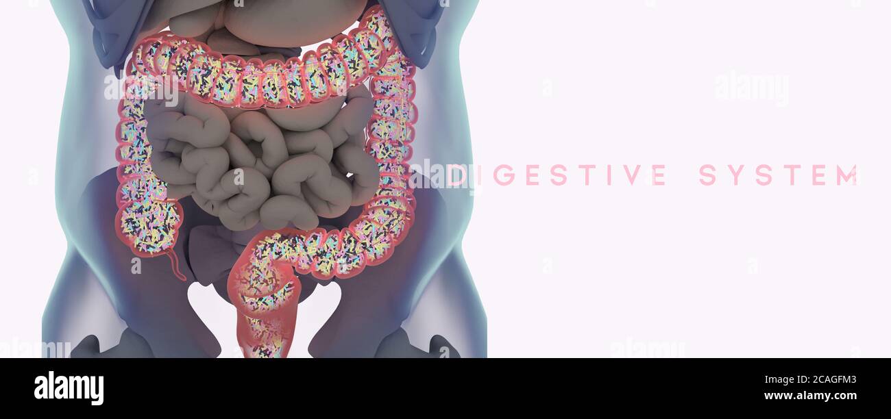 Gut bacteria , gut flora, microbiome. Bacteria inside the small ...