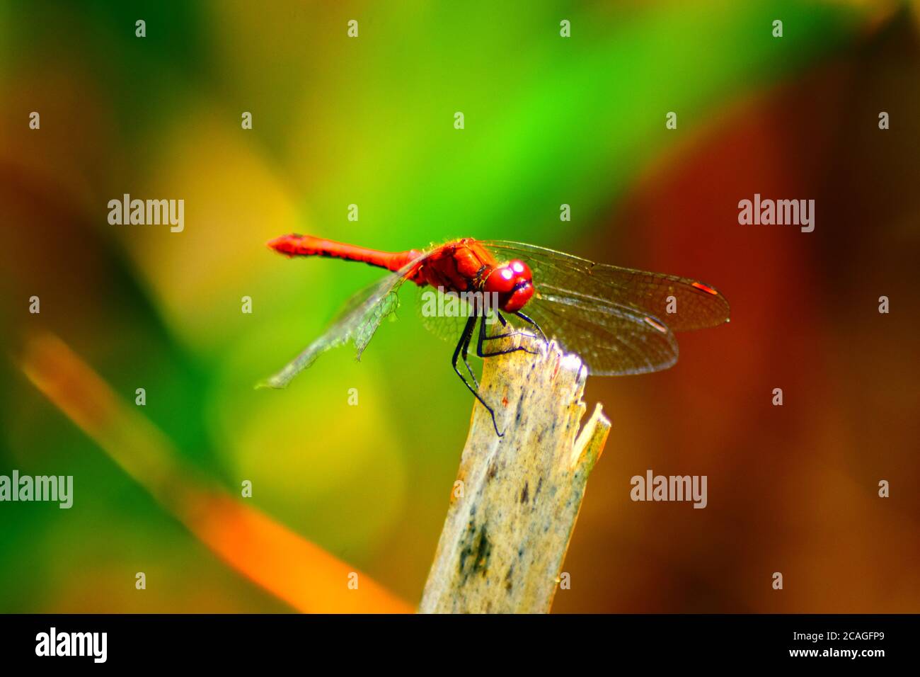 Redveined darter hi-res stock photography and images - Alamy