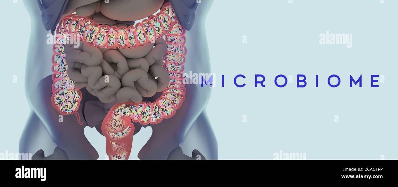 Gut bacteria , gut flora, microbiome. Bacteria inside the small ...