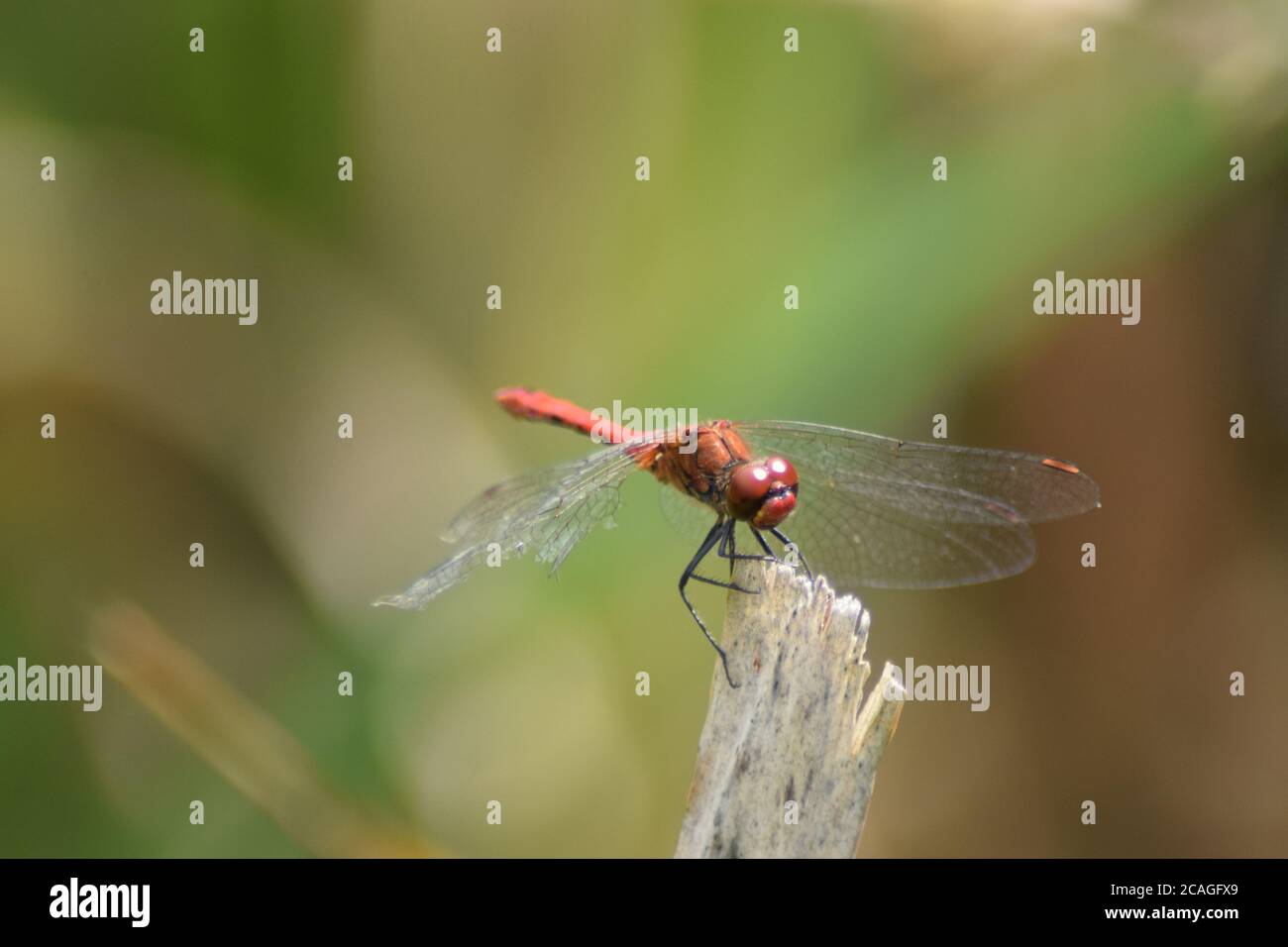 Redveined darter hi-res stock photography and images - Alamy