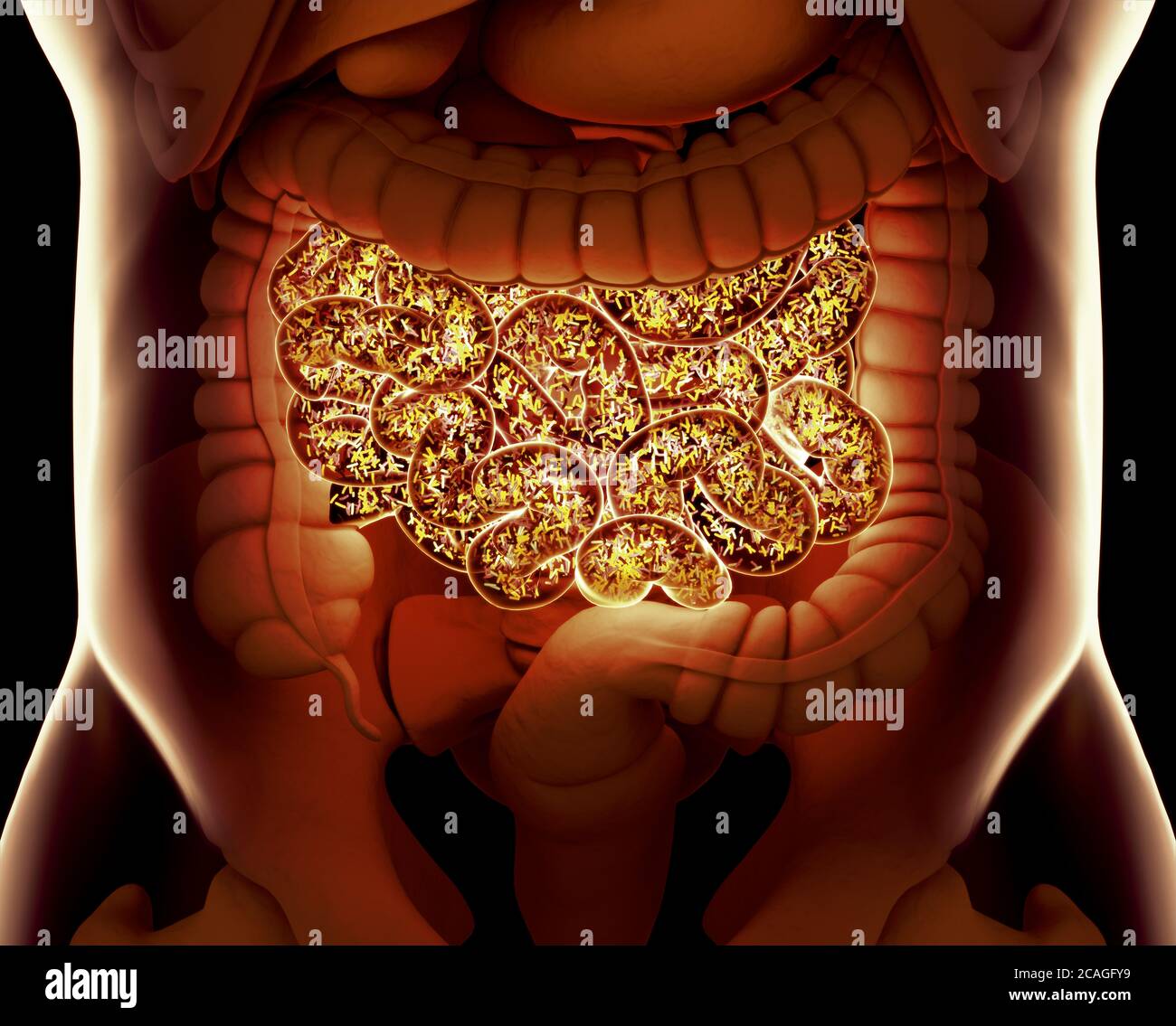 Gut bacteria , gut flora, microbiome. Bacteria inside the small ...