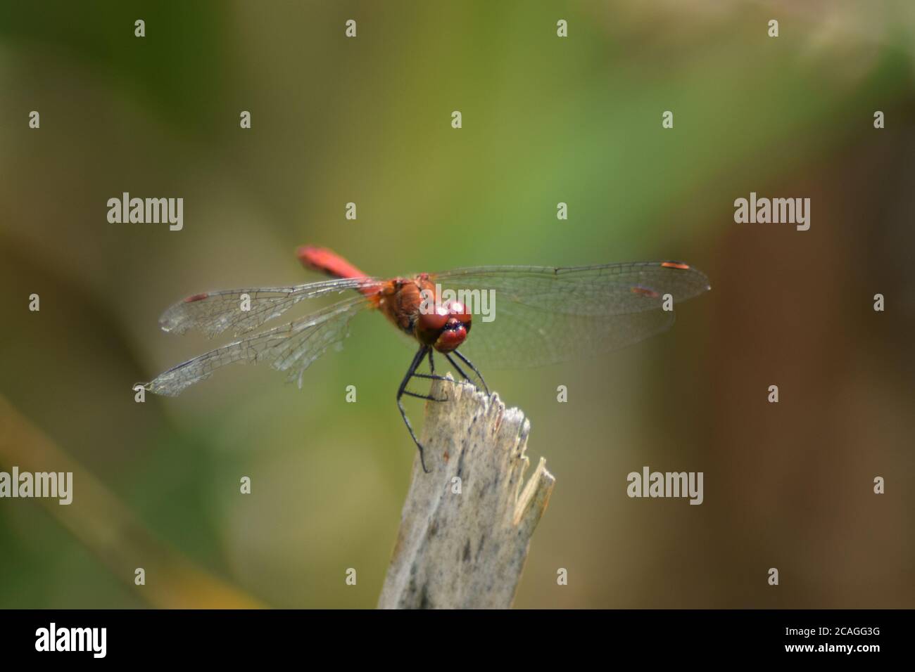 Redveined darter hi-res stock photography and images - Alamy