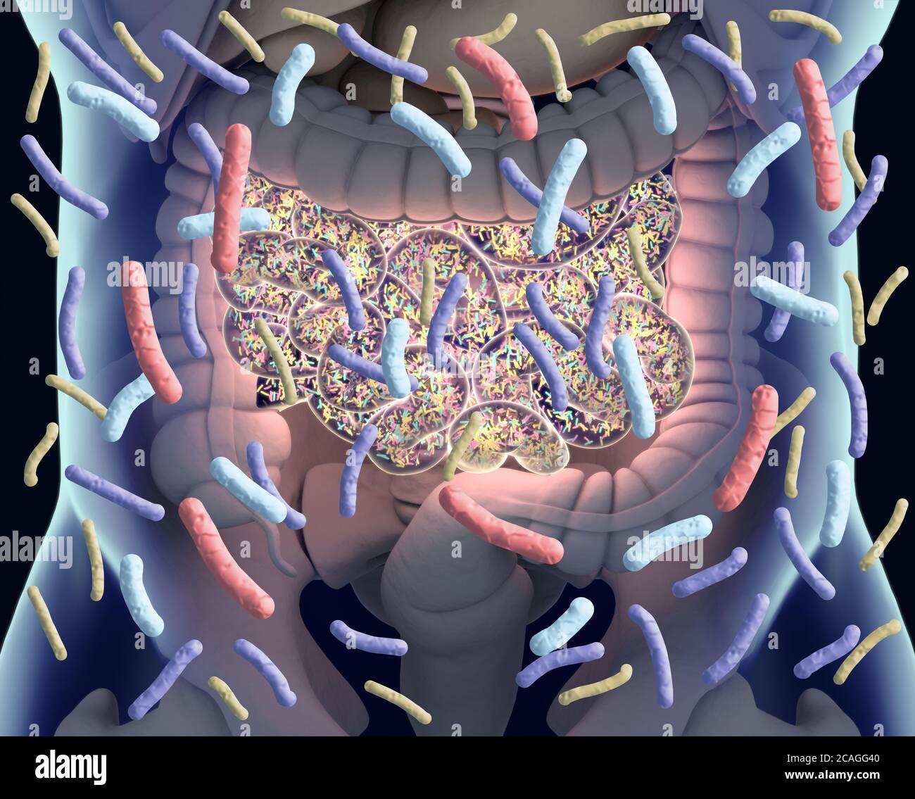 Gut bacteria , gut flora, microbiome. Bacteria inside the small ...