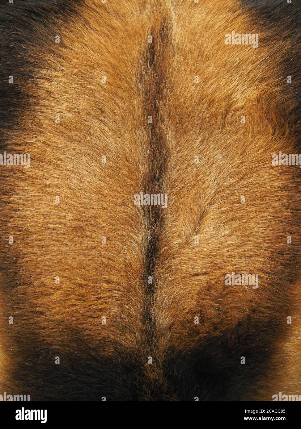 Goatskin hi-res stock photography and images - Alamy