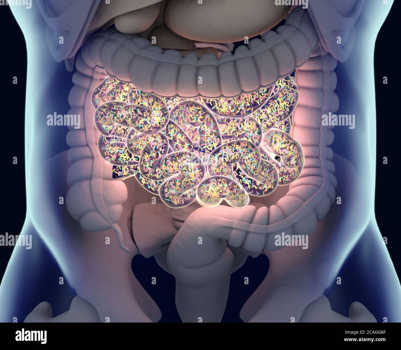 Gut bacteria , gut flora, microbiome. Bacteria inside the small ...