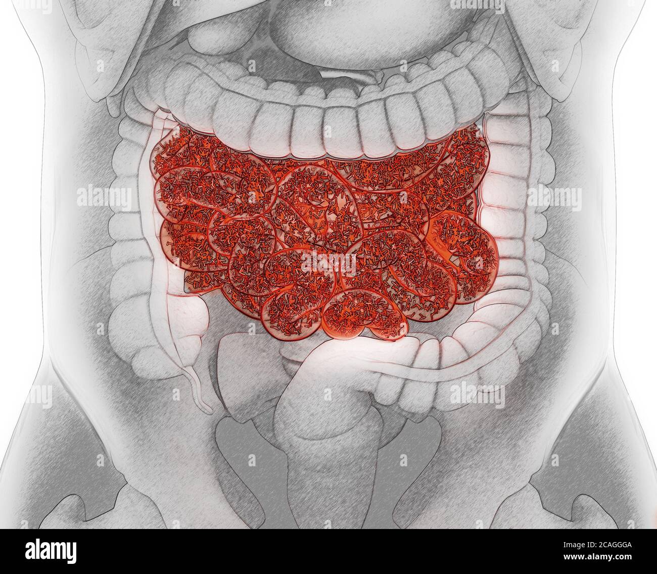 Gut bacteria , gut flora, microbiome. Bacteria inside the small ...