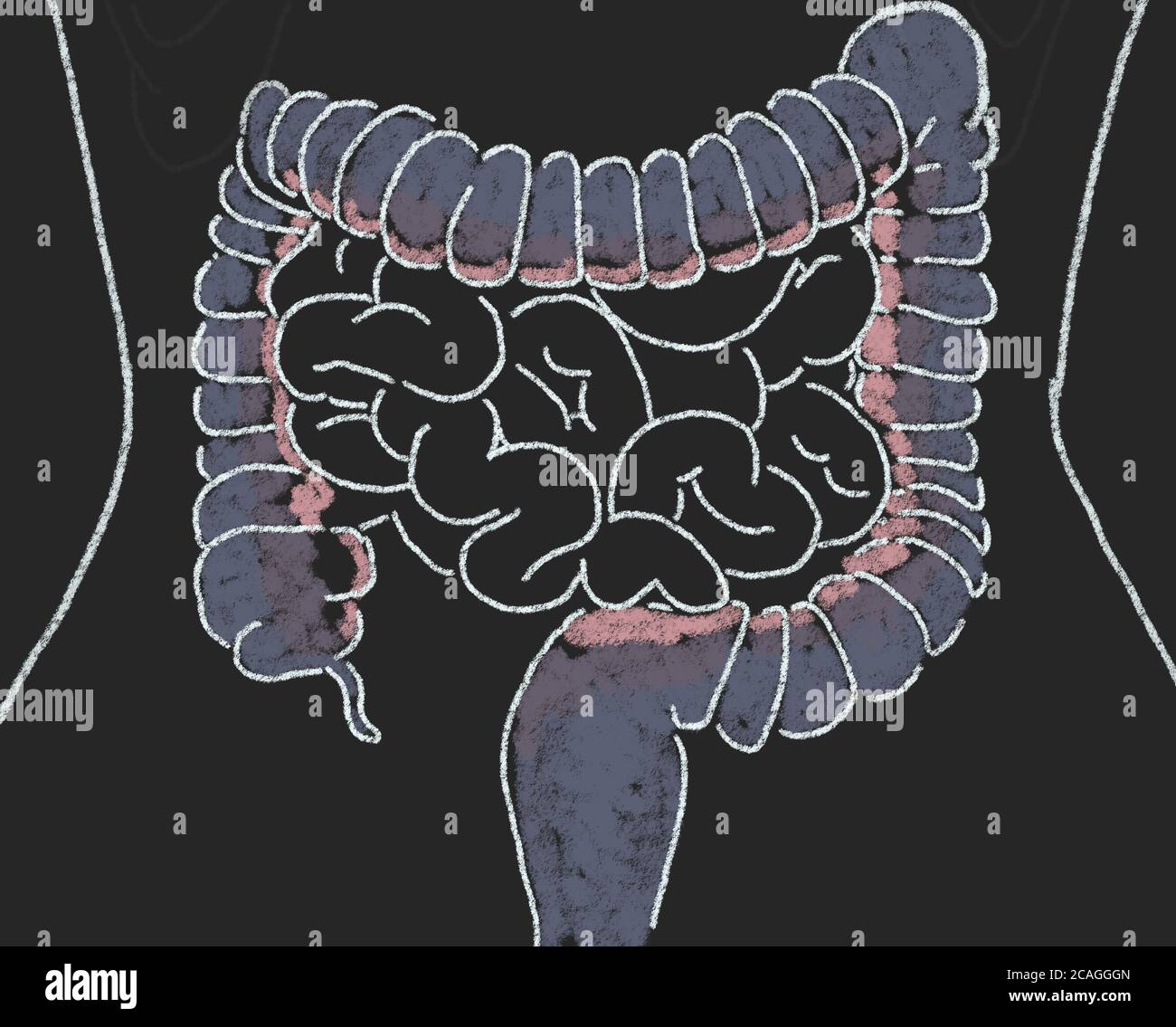 Gut bacteria , gut flora, microbiome. Bacteria inside the small ...