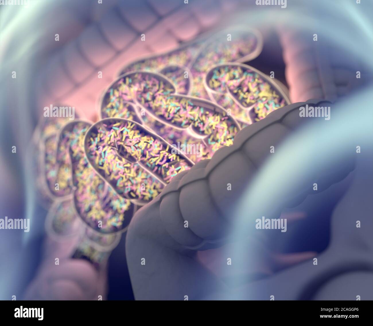 Gut bacteria , gut flora, microbiome. Bacteria inside the small ...