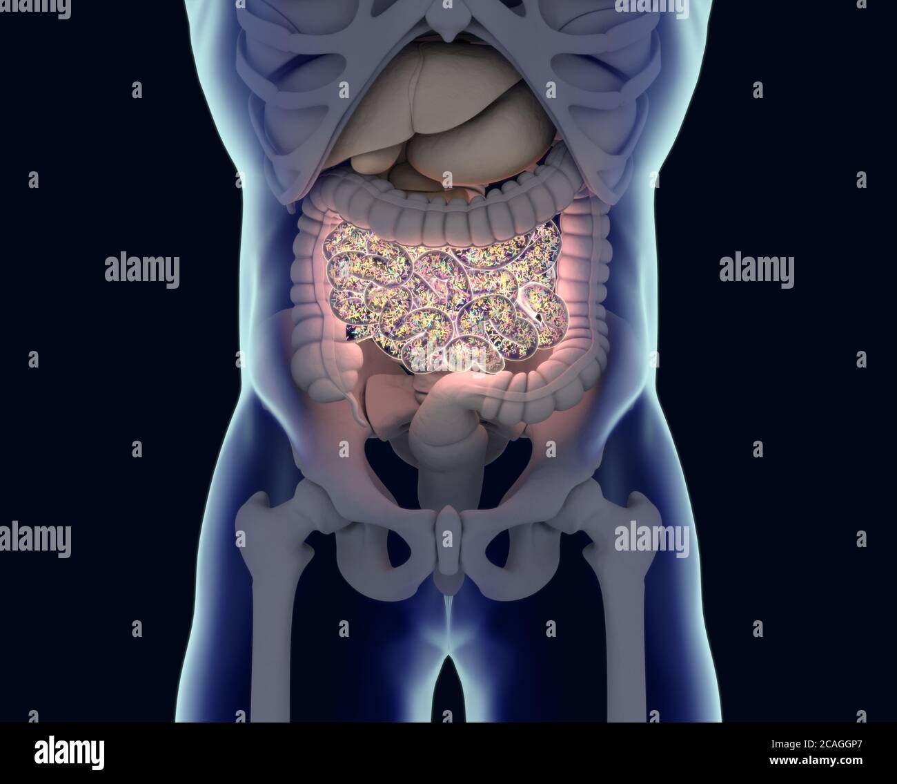 Gut bacteria , gut flora, microbiome. Bacteria inside the small ...