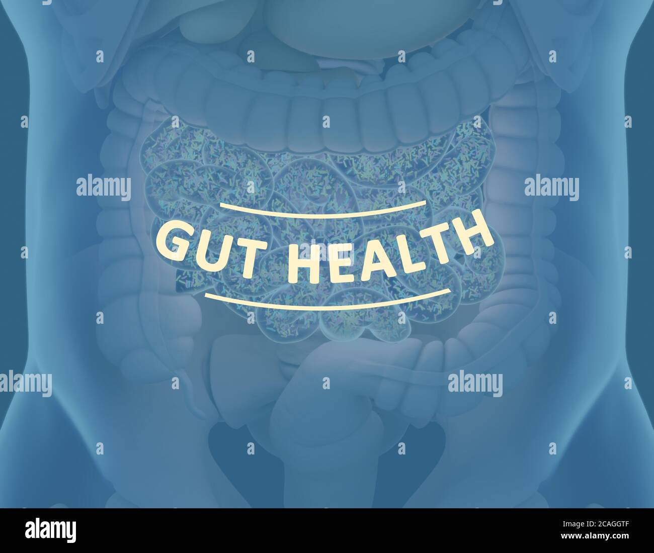Gut bacteria , gut flora, microbiome. Bacteria inside the small ...
