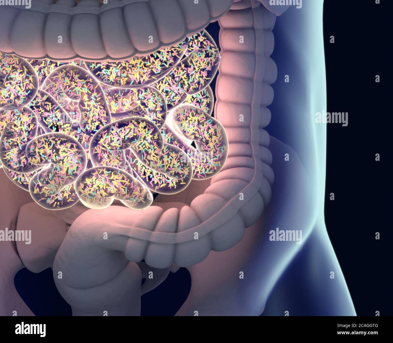 Gut bacteria , gut flora, microbiome. Bacteria inside the small ...