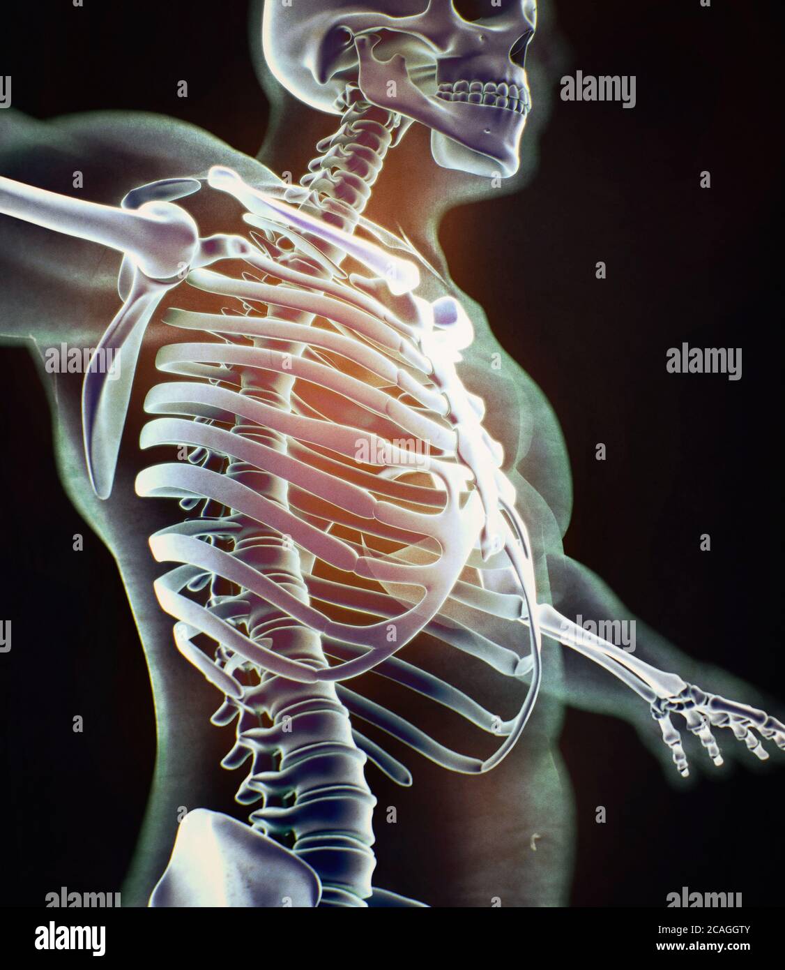 Collar bone xray. Human anatomy skeletal system, torso, ribs. 3D ...