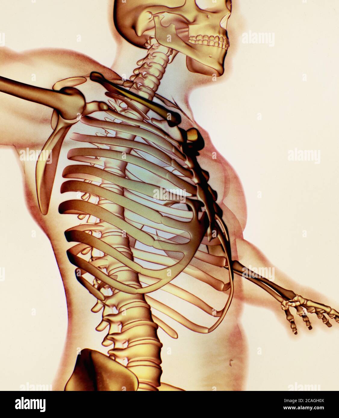 Collar bone xray. Human anatomy skeletal system, torso, ribs. 3D ...