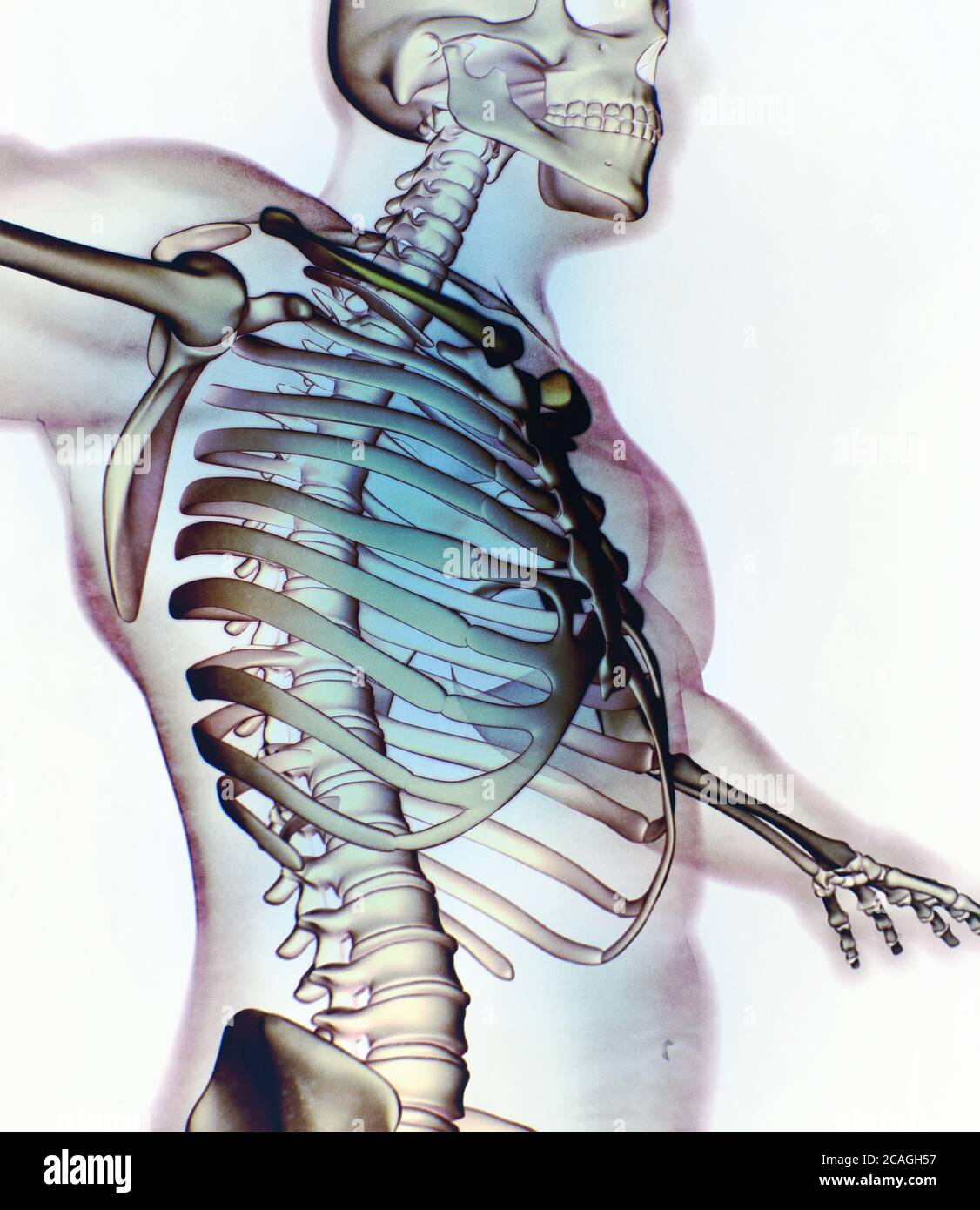 Collar Bone Xray Human Anatomy Skeletal System Torso Ribs 3d