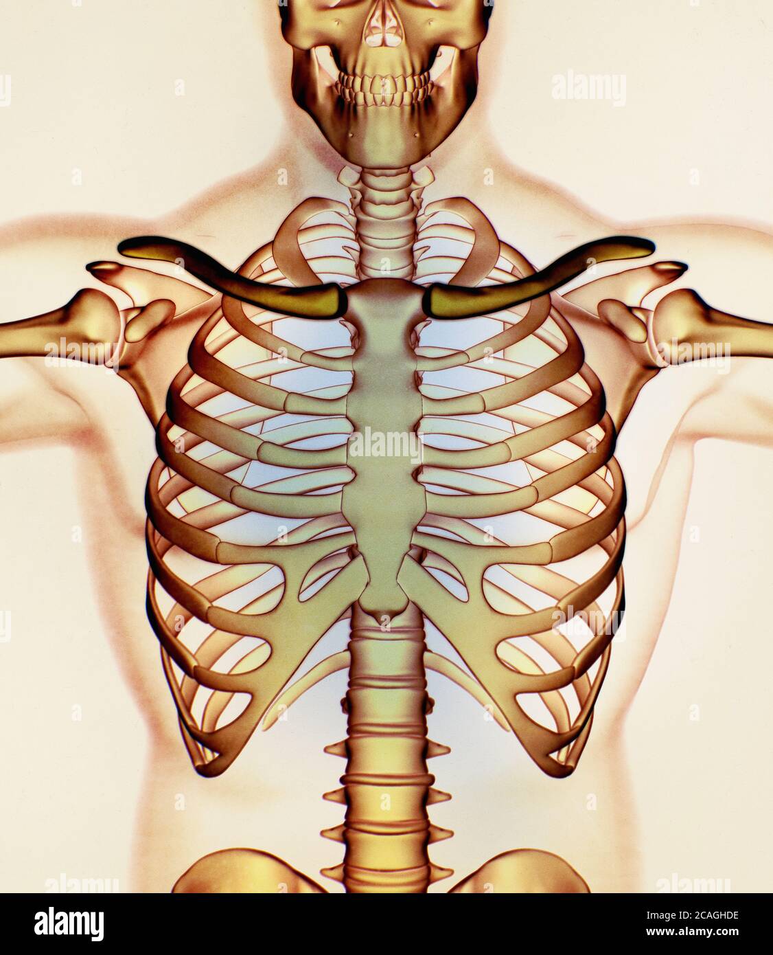 Collar Bone Xray Human Anatomy Skeletal System Torso Ribs 3d