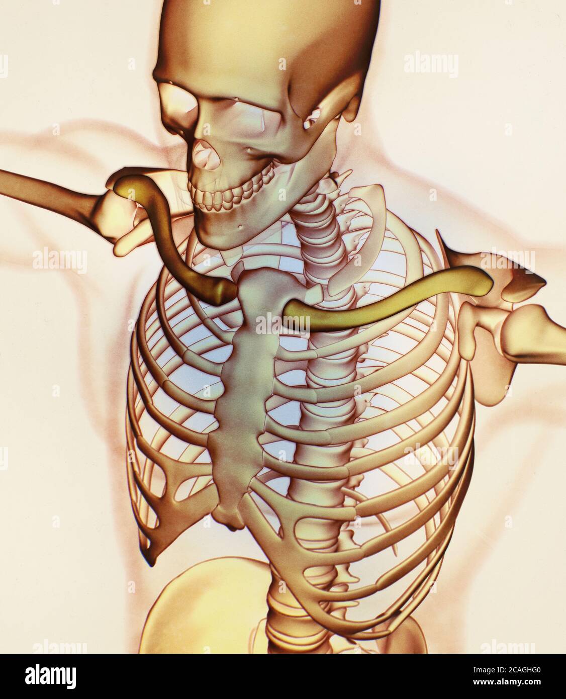 Collar Bone Xray Human Anatomy Skeletal System Torso Ribs 3d