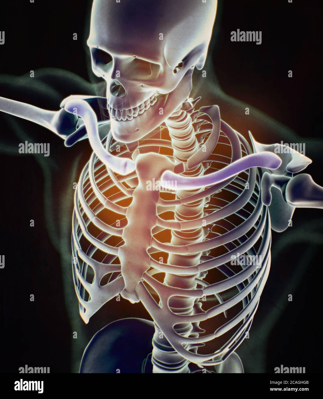 Collar bone xray. Human anatomy skeletal system, torso, ribs. 3D ...