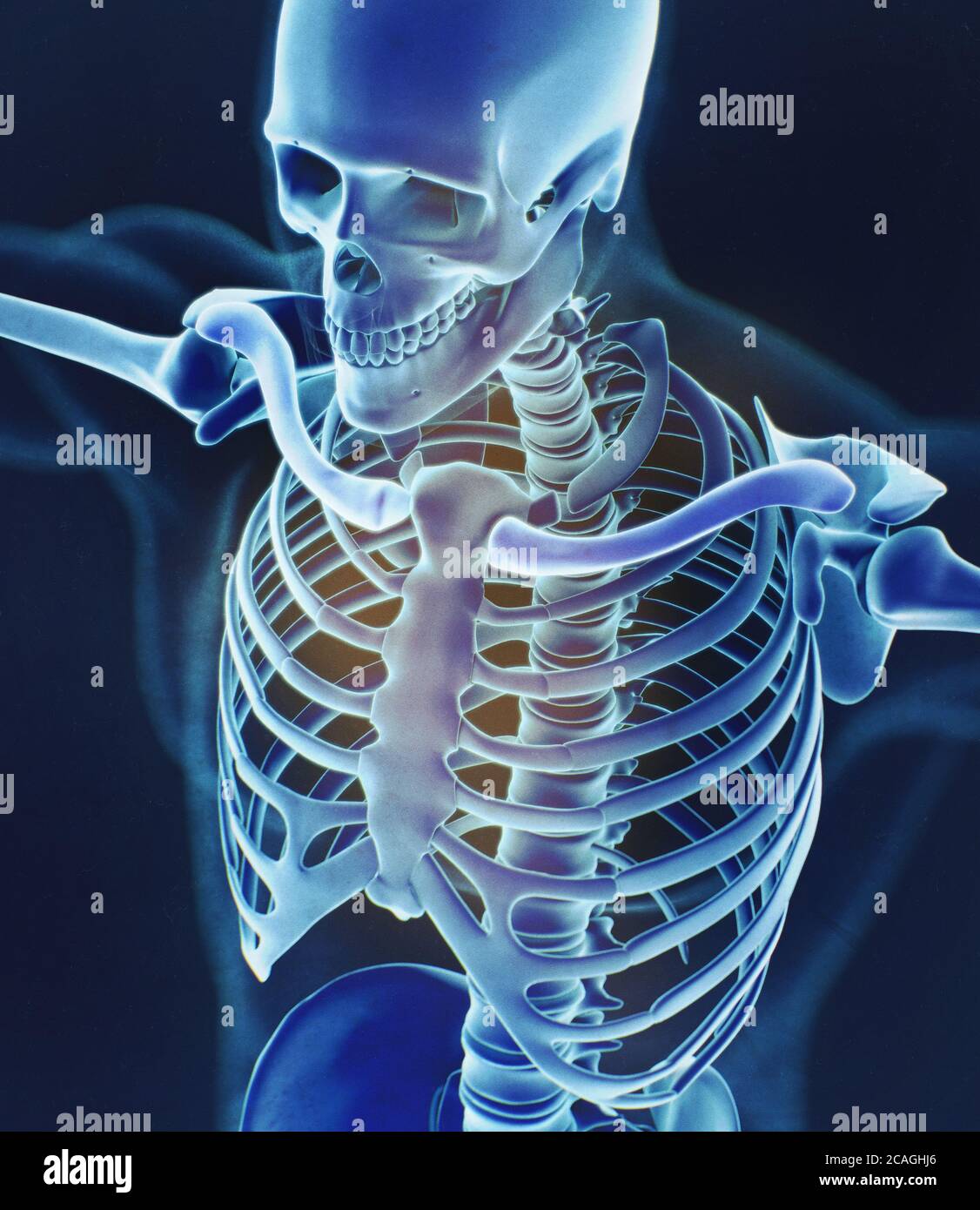 Collar Bone Xray Human Anatomy Skeletal System Torso Ribs 3d