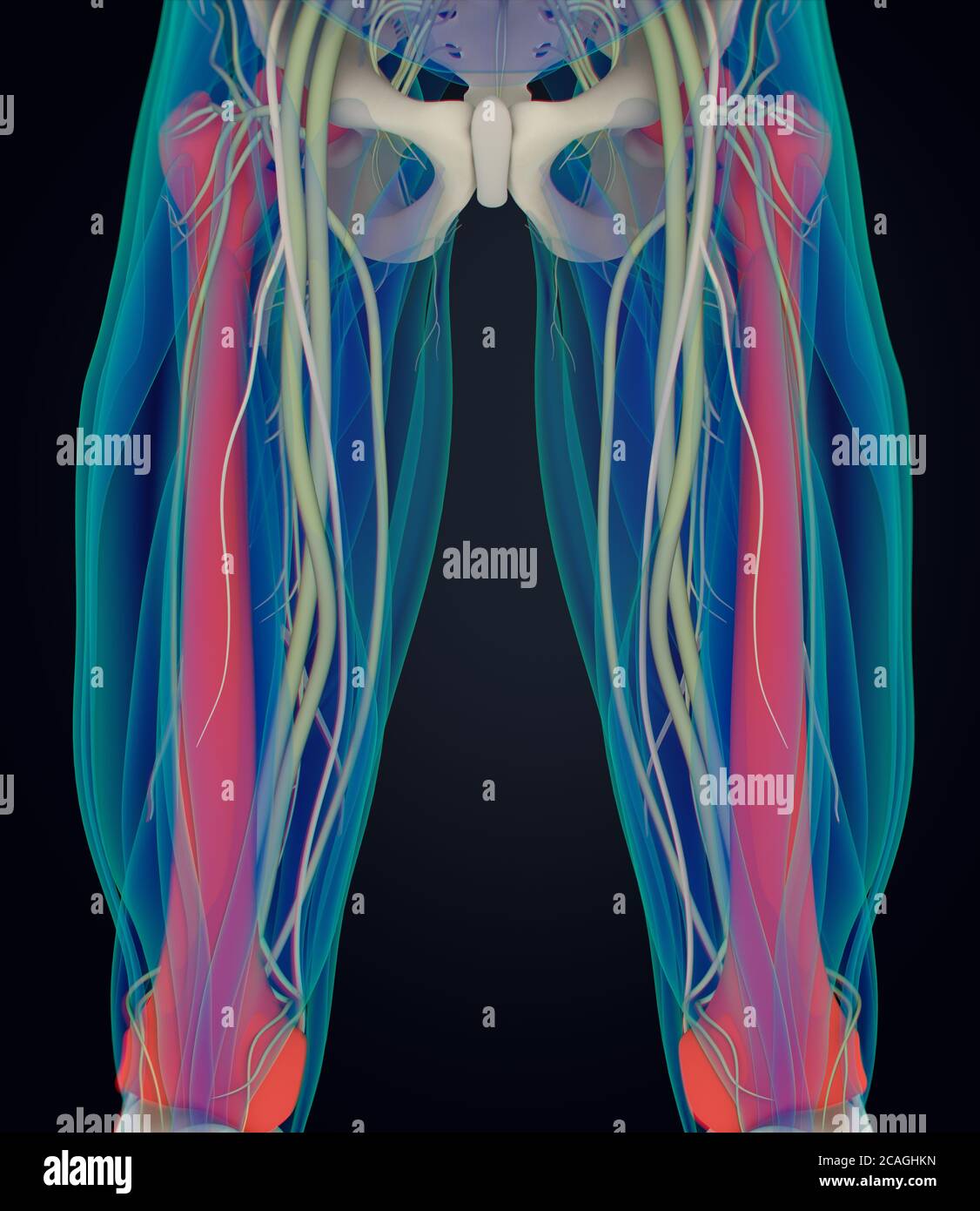 Femur bone. Human anatomy. 3D illustration Stock Photo - Alamy