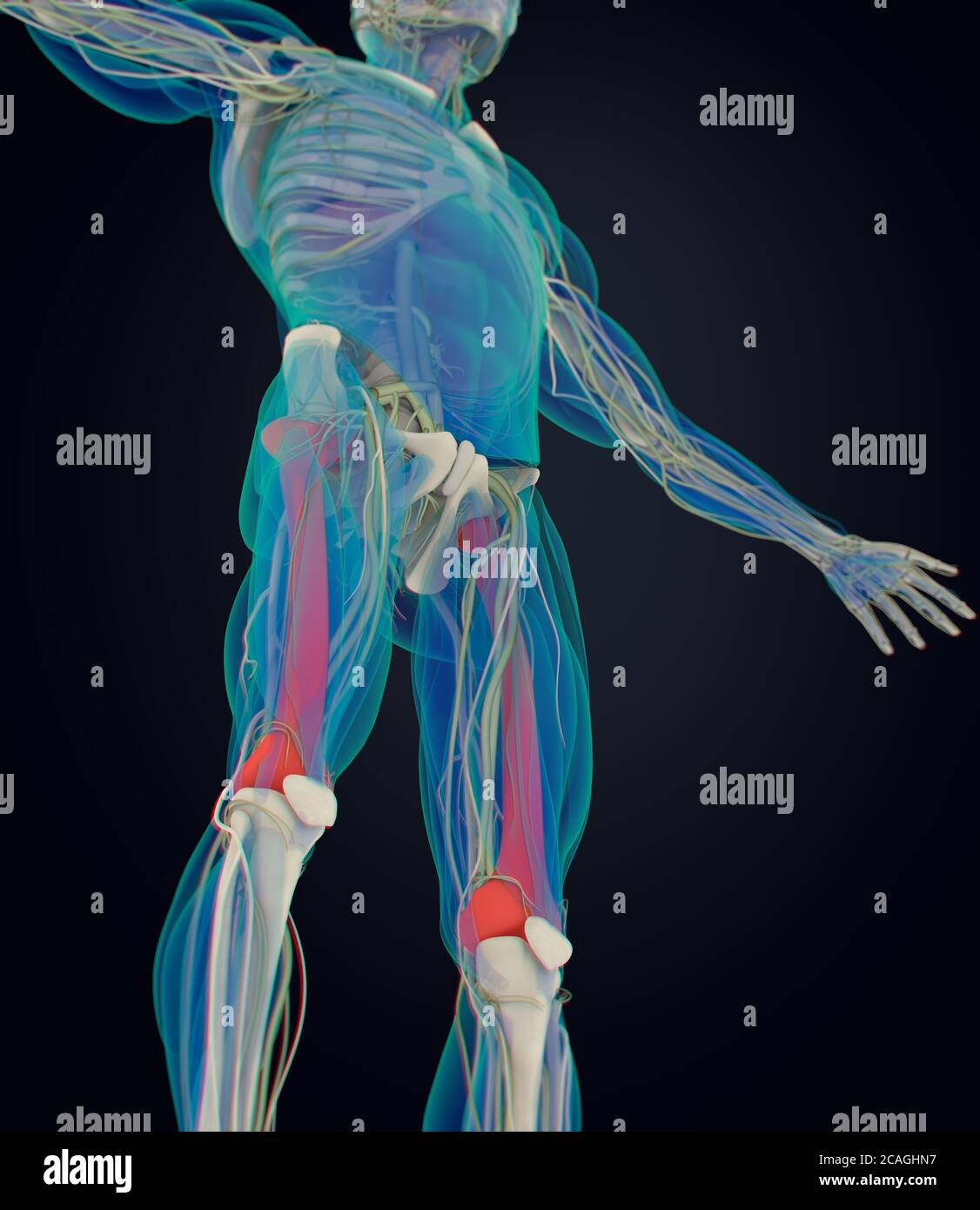 Femur bone. Human anatomy. 3D illustration Stock Photo - Alamy