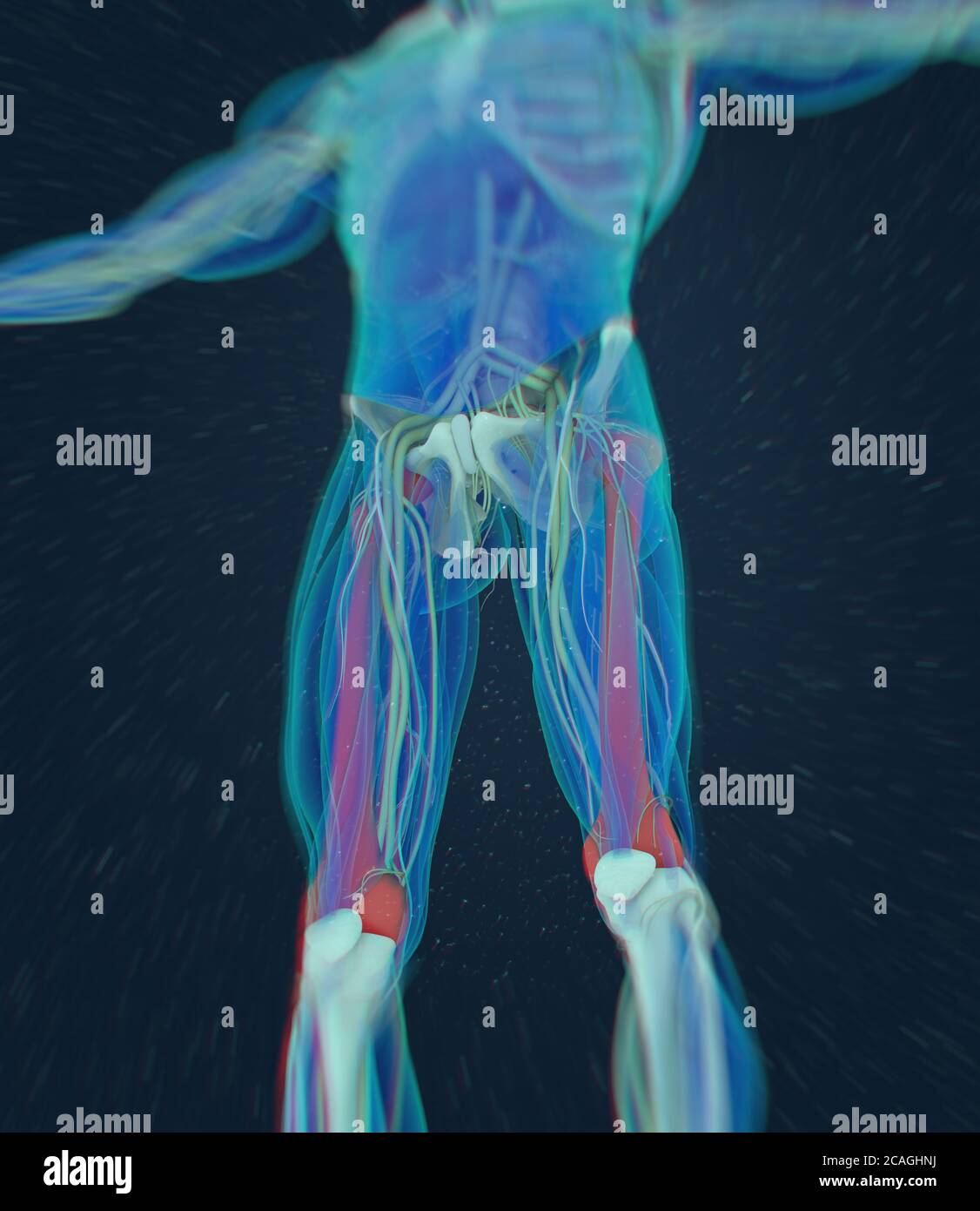 Femur bone. Human anatomy. 3D illustration Stock Photo - Alamy