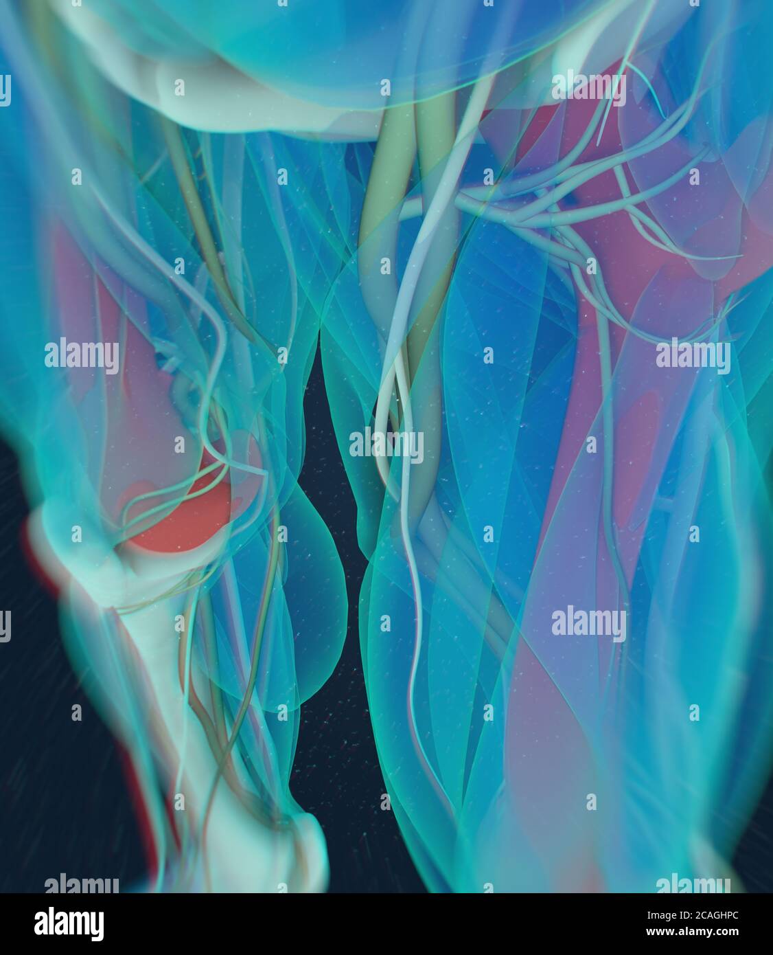 Femur bone. Human anatomy. 3D illustration Stock Photo - Alamy